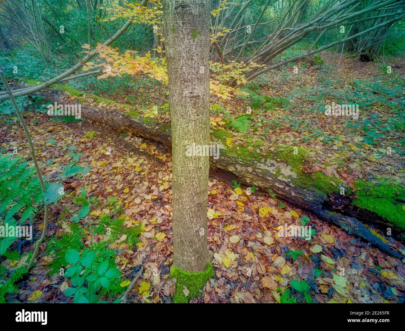 Autumnal leaf colour landscape in a Surrey woodland showing both fallen ...