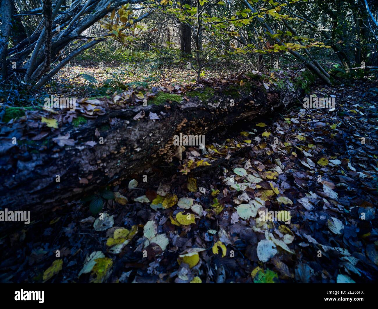 Autumnal leaf colour landscape in a Surrey woodland showing both fallen ...
