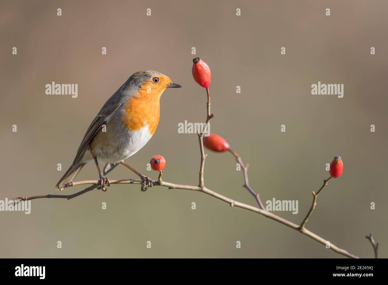 Fine art portrait of Red robin at sunrise perched on dog rose ...