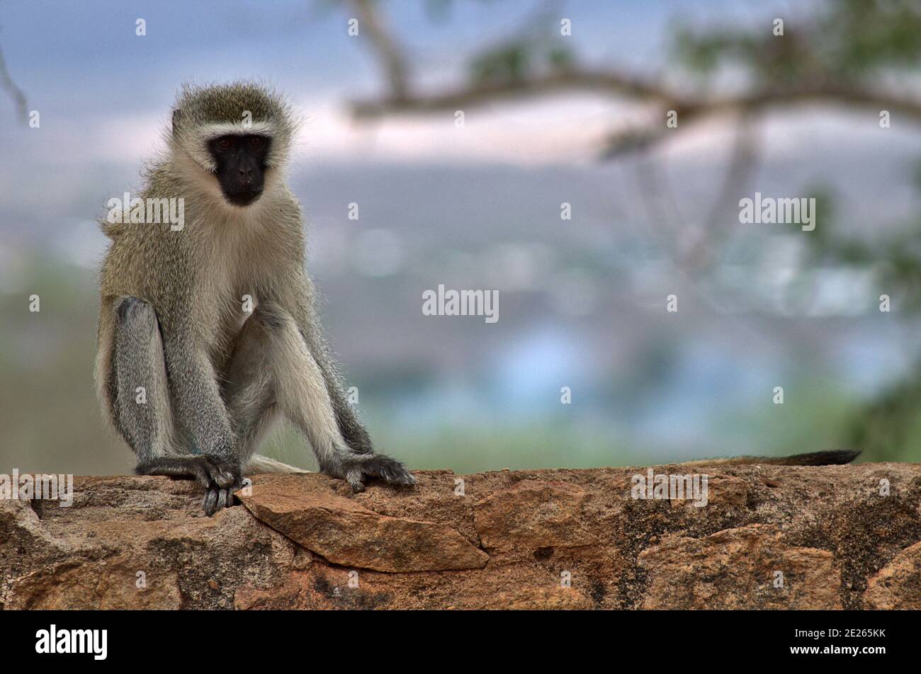 Chlorocebus species hi-res stock photography and images - Alamy