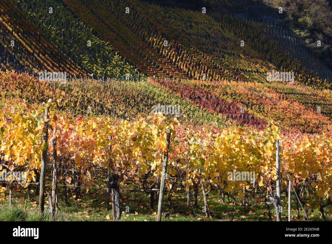 vineyards in the Ahr valley with burning colors "burning hills Stock ...