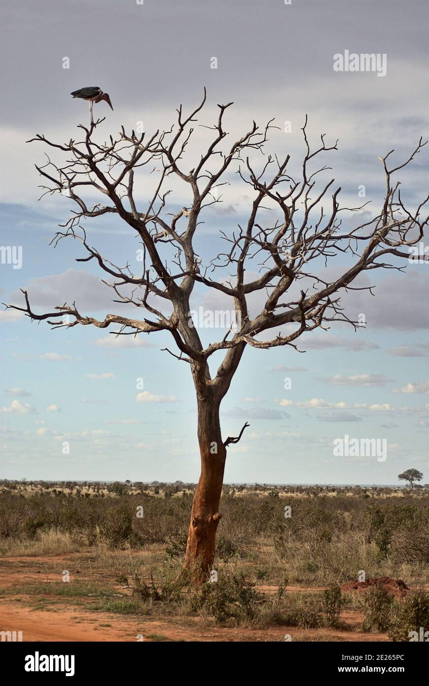 leafless tree with Marabu Strork on a branch in the savannah Stock ...