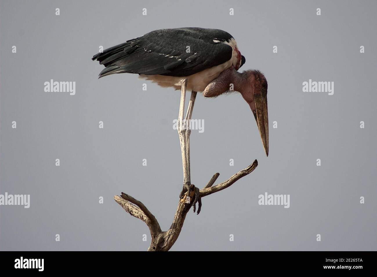 Marabu Strork on a tree branch in the savannah, close up Stock Photo ...