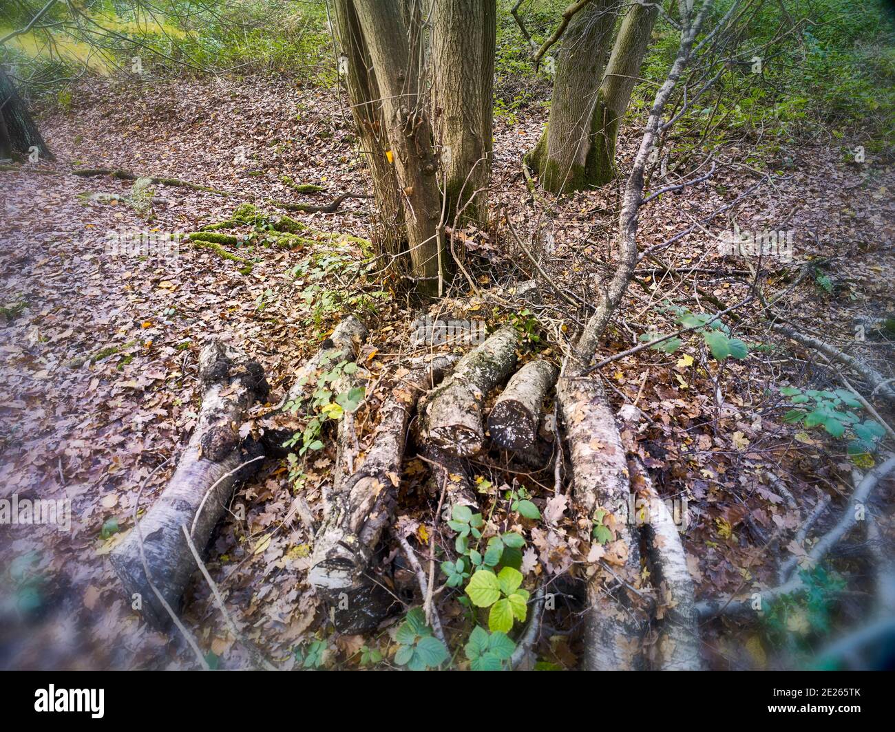 Autumnal leaf colour landscape in a Surrey woodland showing both fallen ...