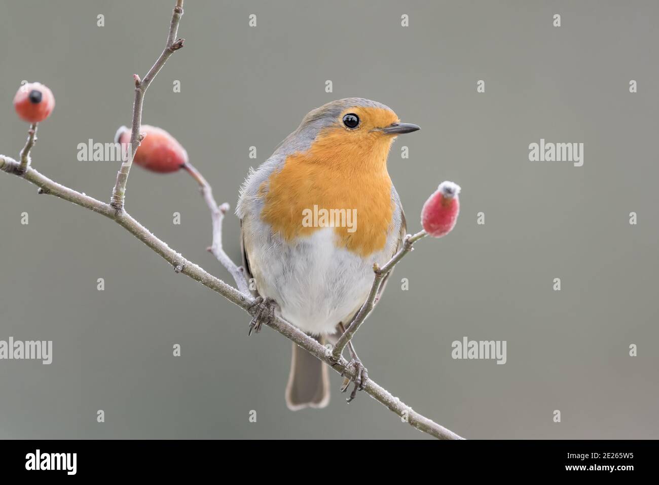 The beautiful Robin perched on dog rose (Erithacus rubecula Stock Photo ...