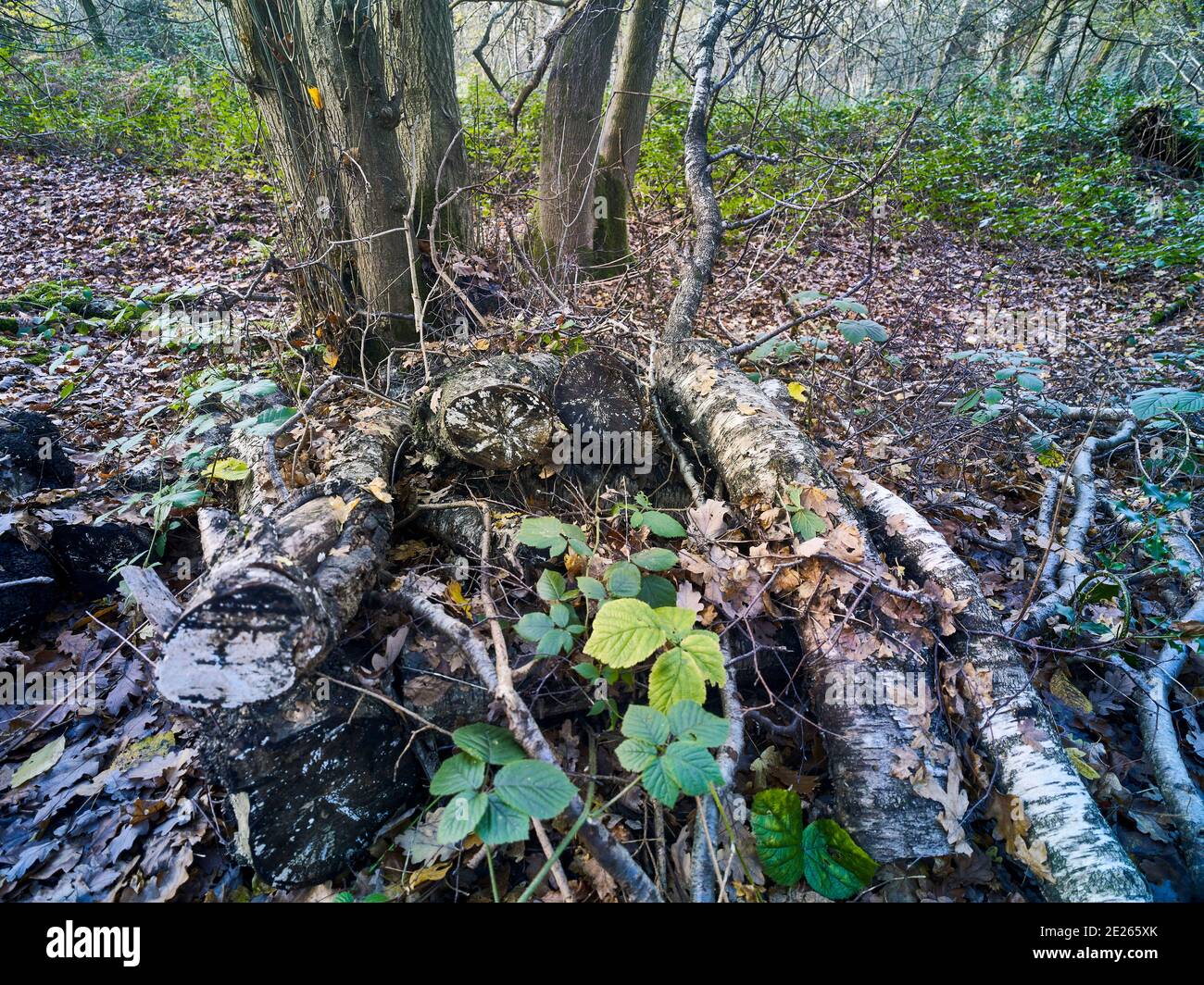 Autumnal leaf colour landscape in a Surrey woodland showing both fallen ...