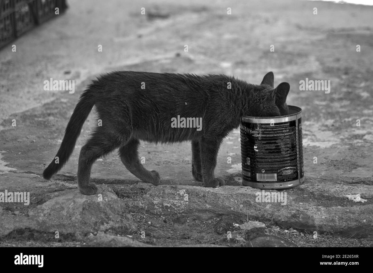Stray cat eating from a can, black and white Stock Photo - Alamy