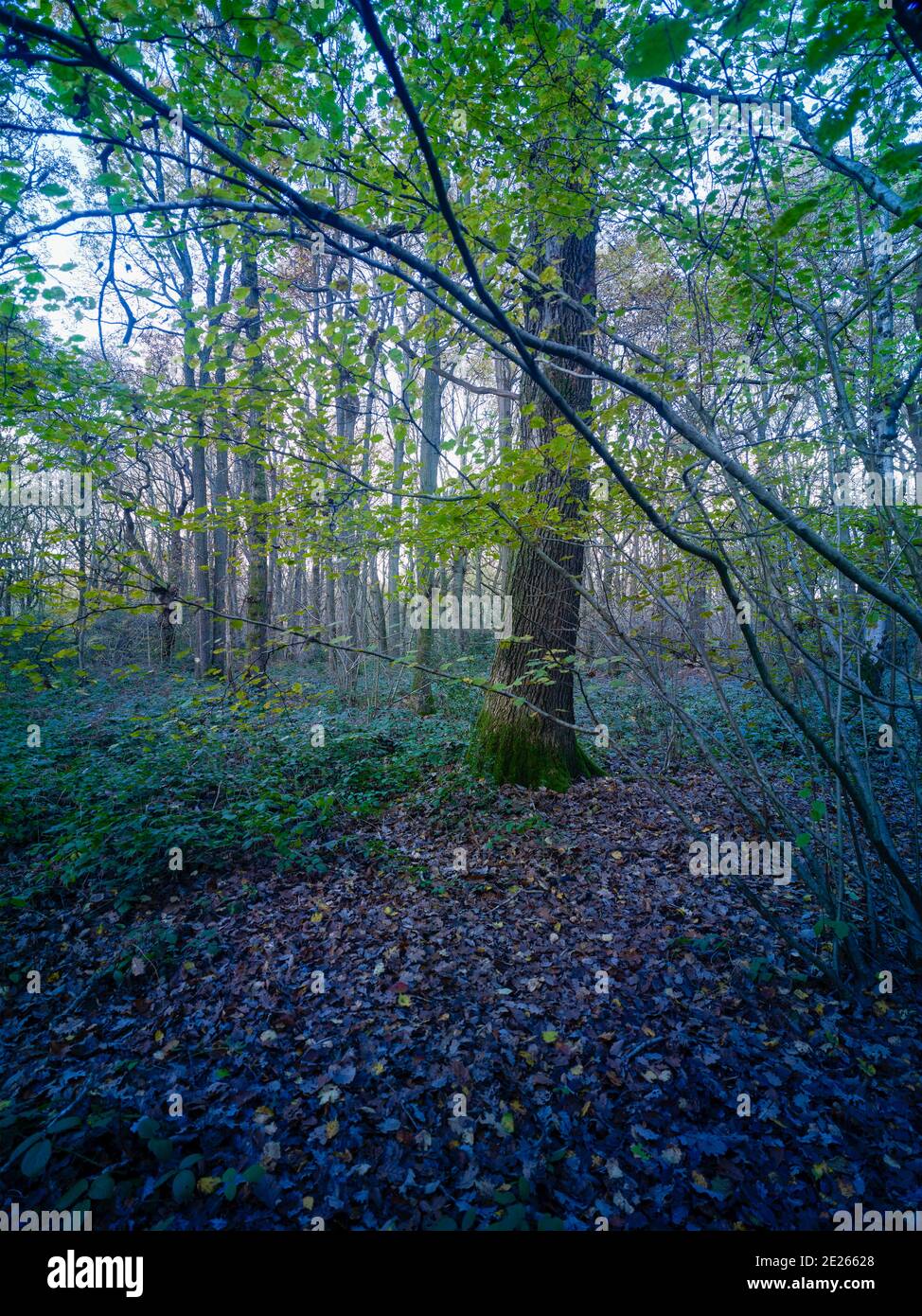 Autumnal leaf colour landscape in a Surrey woodland showing both fallen ...