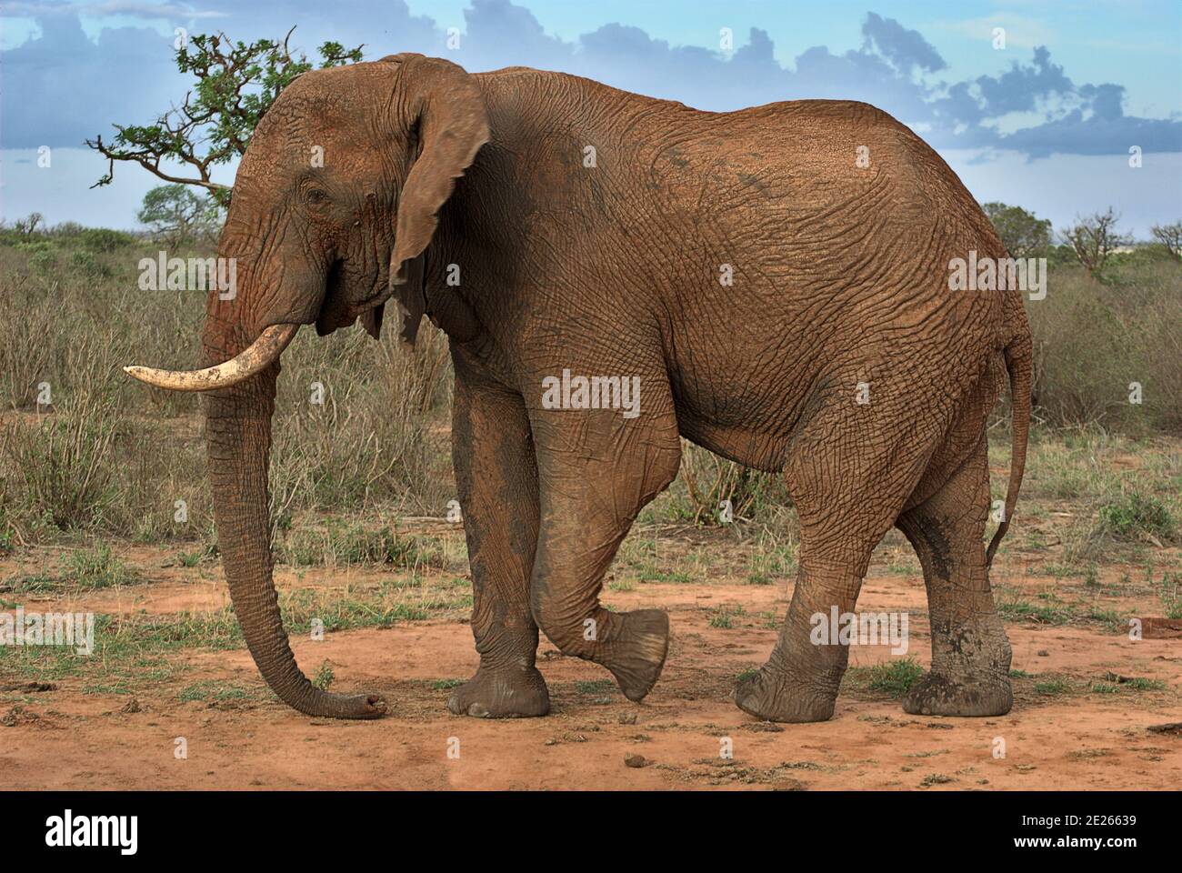 Elephants on dirt road hi-res stock photography and images - Alamy