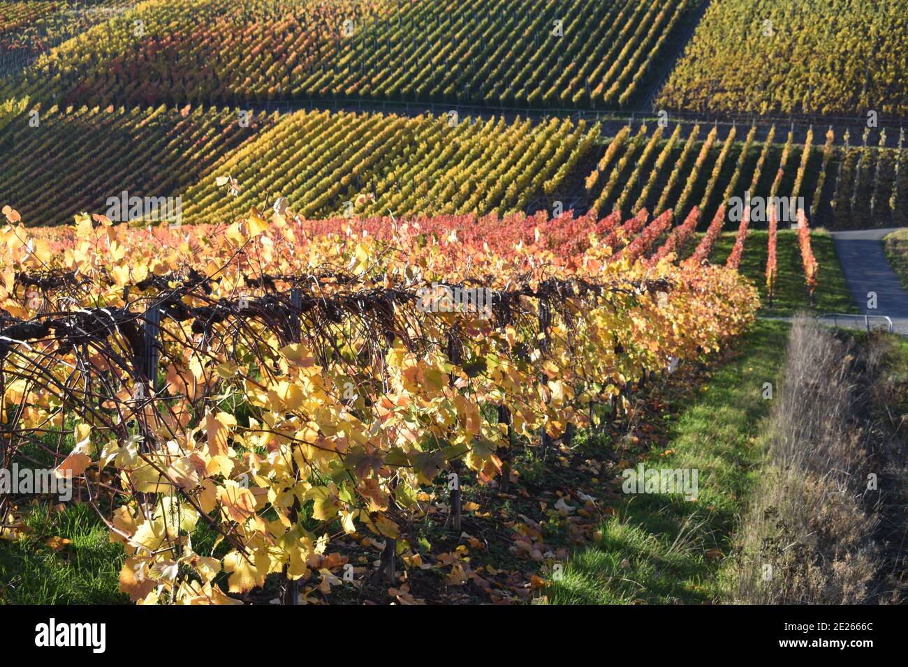 vineyards in the Ahr valley with burning colors "burning hills Stock ...