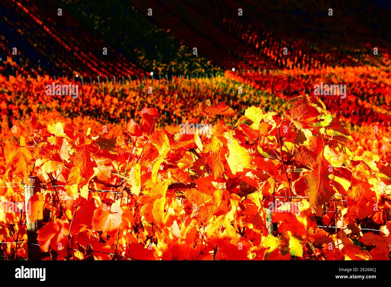 vineyards in the Ahr valley with burning colors "burning hills Stock ...