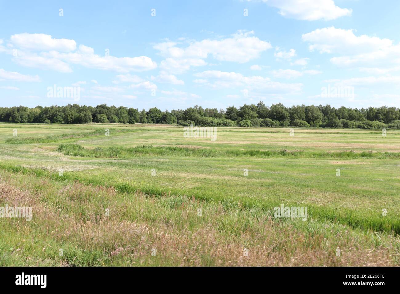 A photo overlooking a meadow, with a tree-lined horizon Stock Photo - Alamy