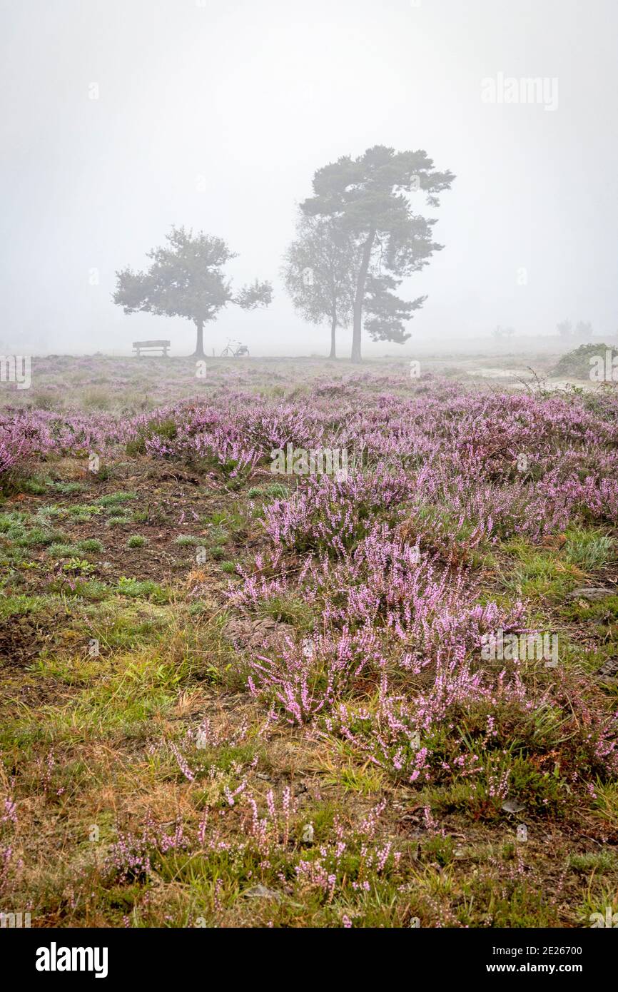 Veld hi-res stock photography and images - Alamy