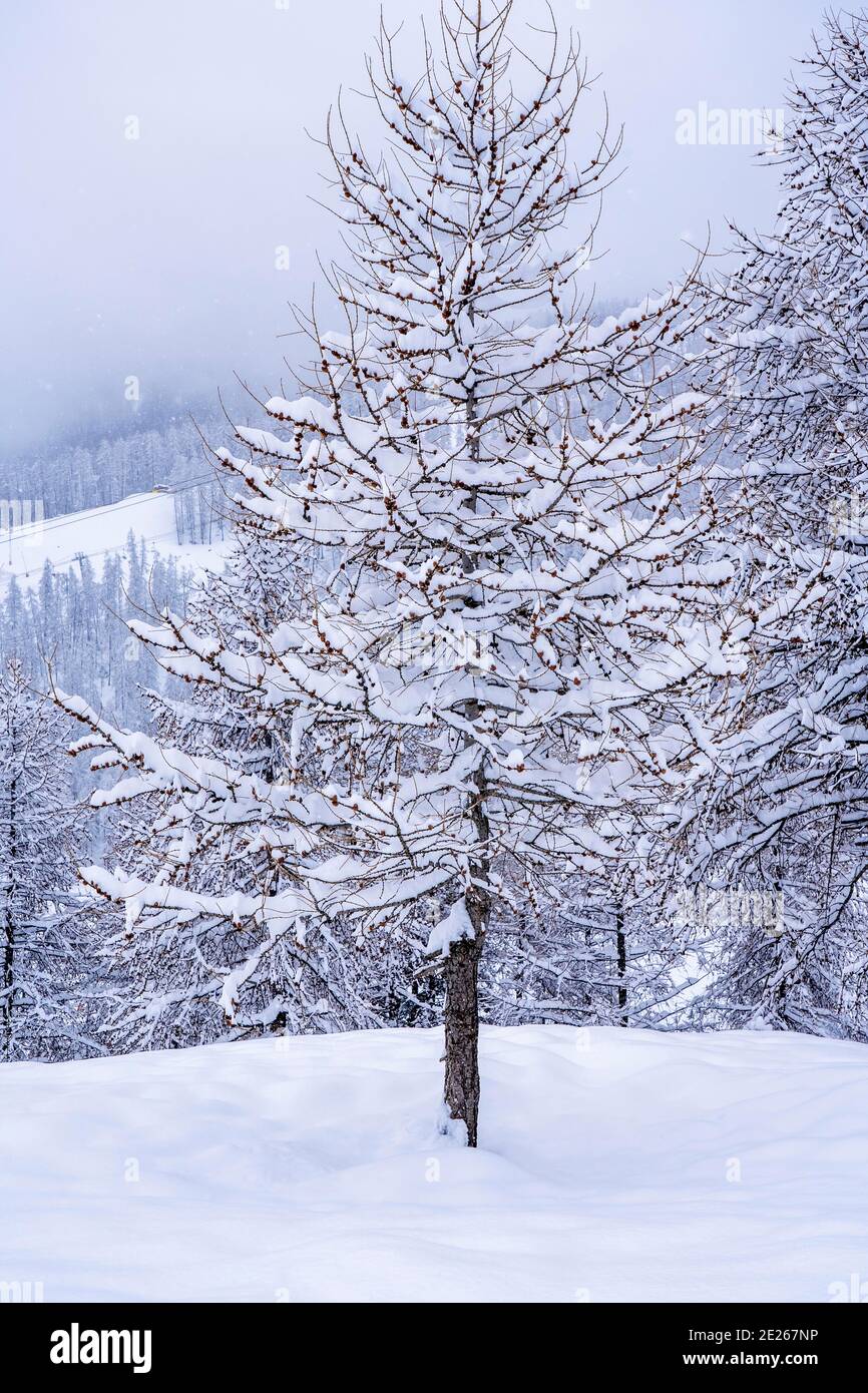 Backgr snowflake hi-res stock photography and images - Alamy