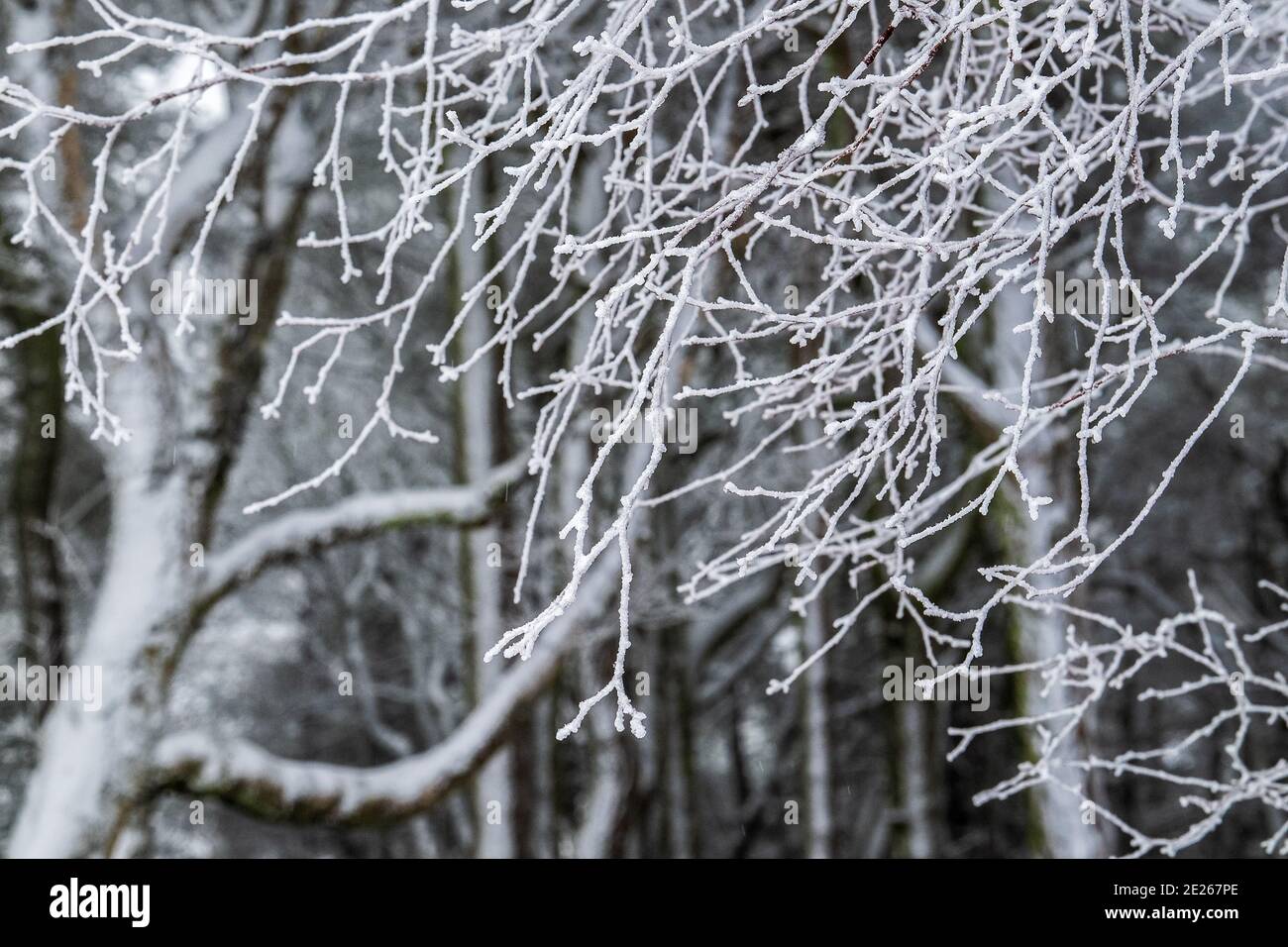 Mid winter in a Peak District woodland Stock Photo - Alamy