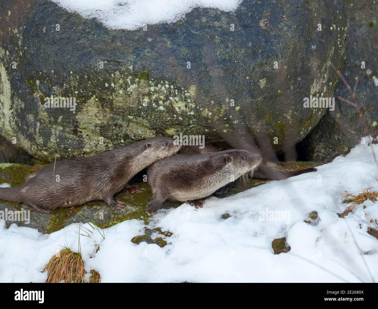 Eurasian Otter (Lutra lutra) during winter, beginning of the mating ...