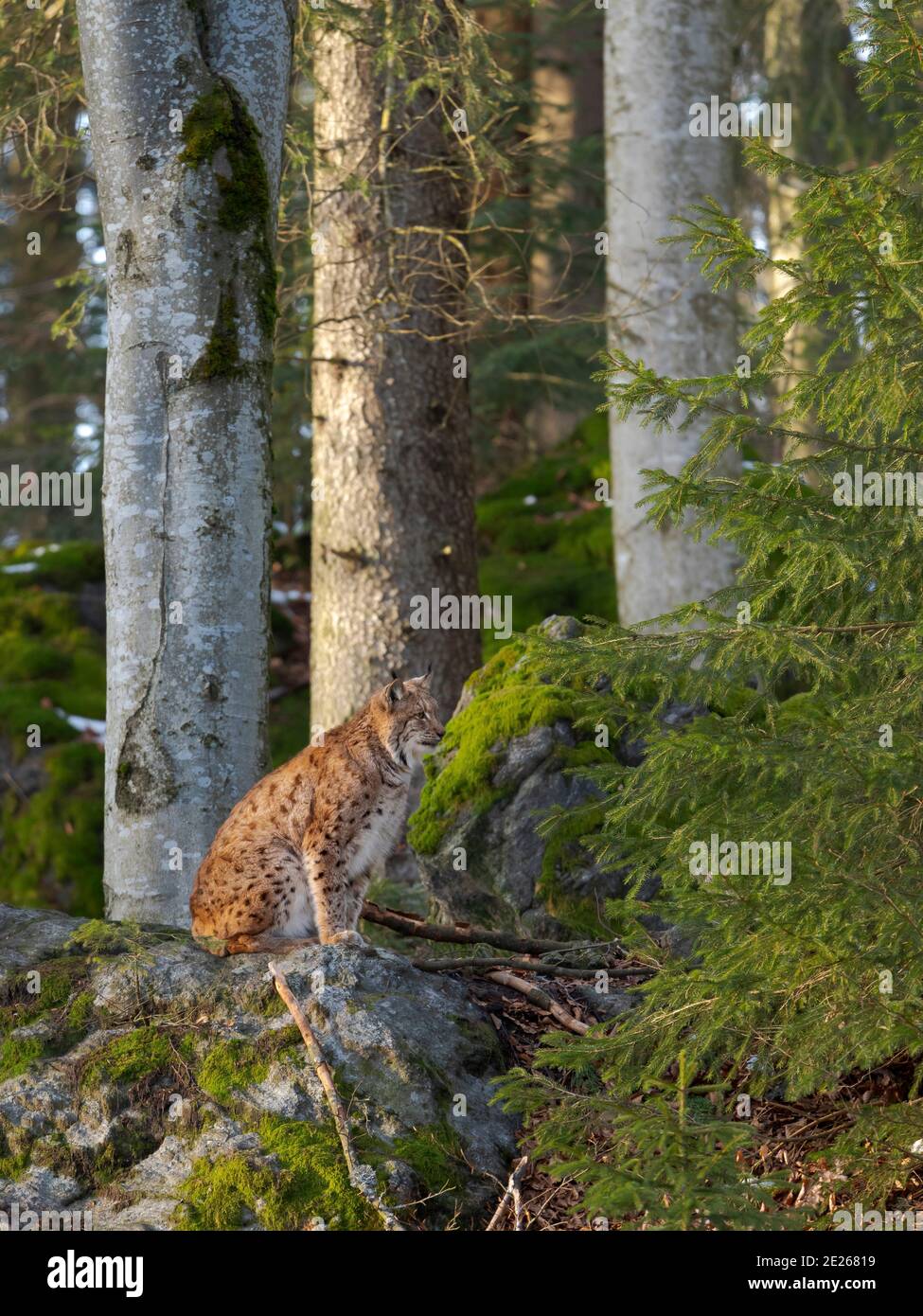 Eurasian Lynx (Lynx lynx ) during winter. NP Bavarian Forest, enclosure ...