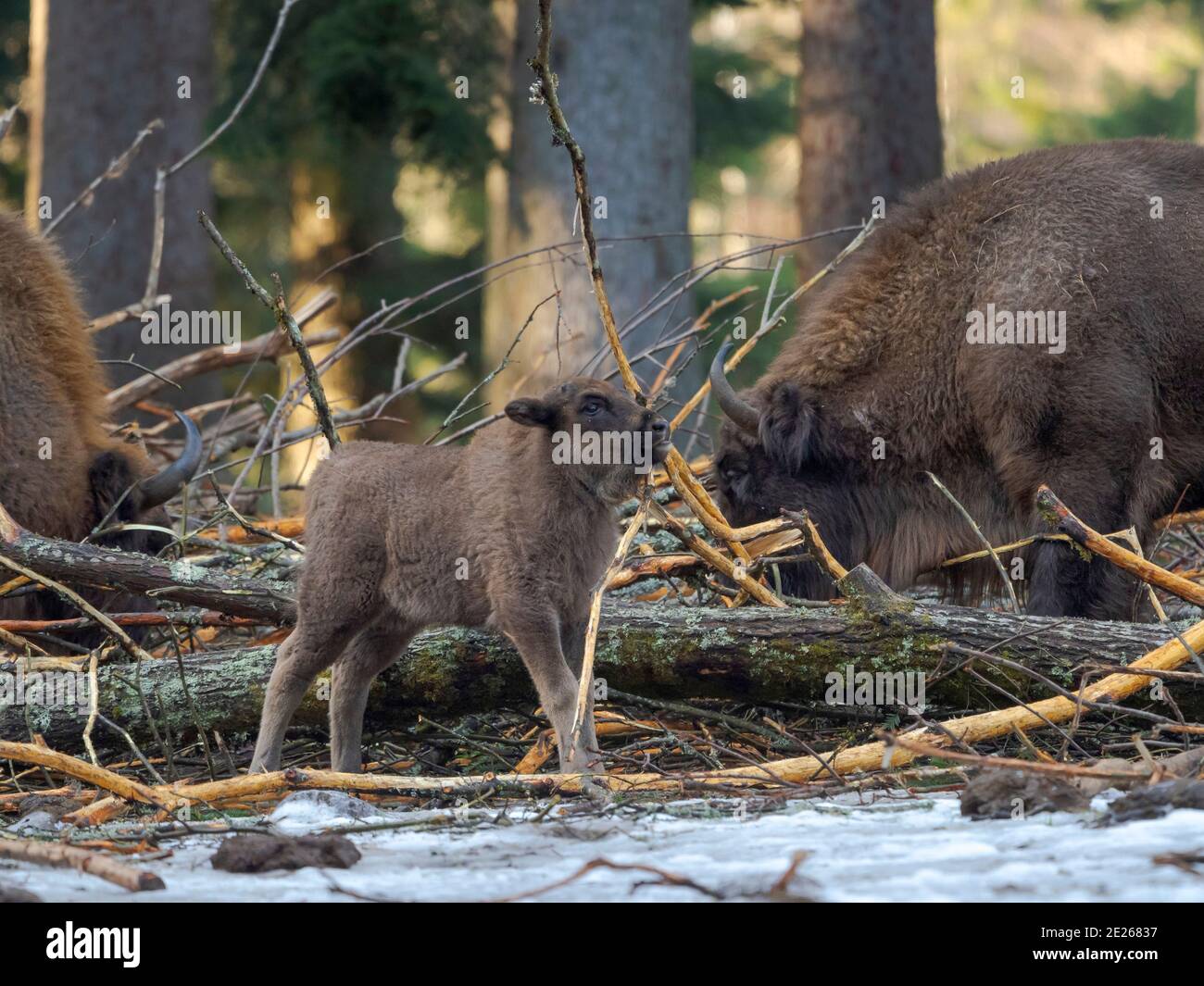 Wisent enclosure hi-res stock photography and images - Alamy