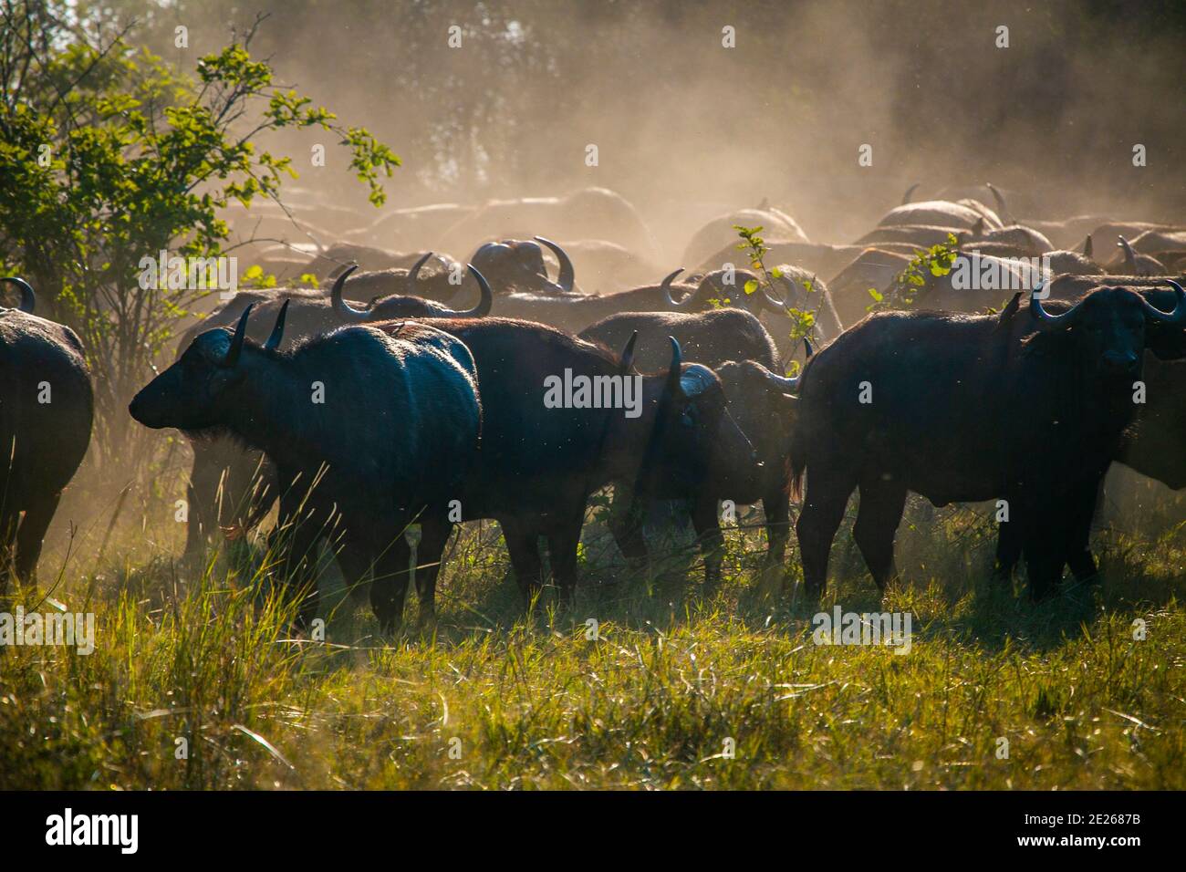 water buffalo herd in Okavango Delta of Botswana Stock Photo - Alamy