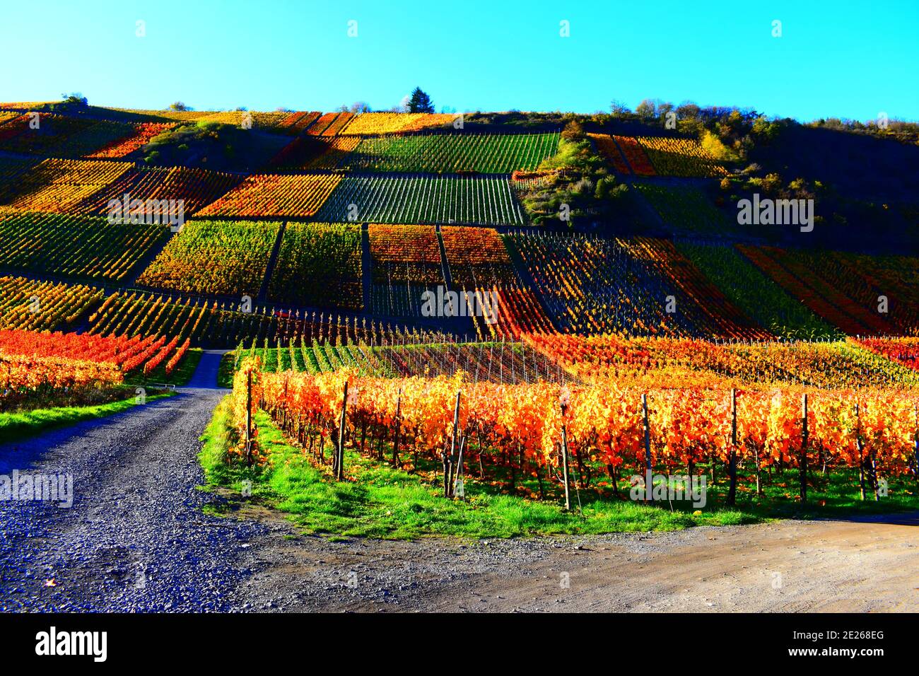 vineyards in the Ahr valley with burning colors "burning hills Stock ...