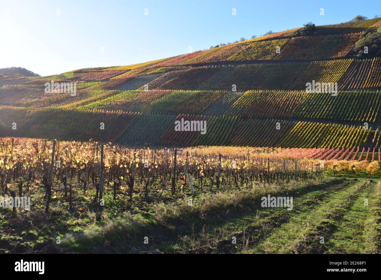 vineyards in the Ahr valley with burning colors "burning hills Stock ...