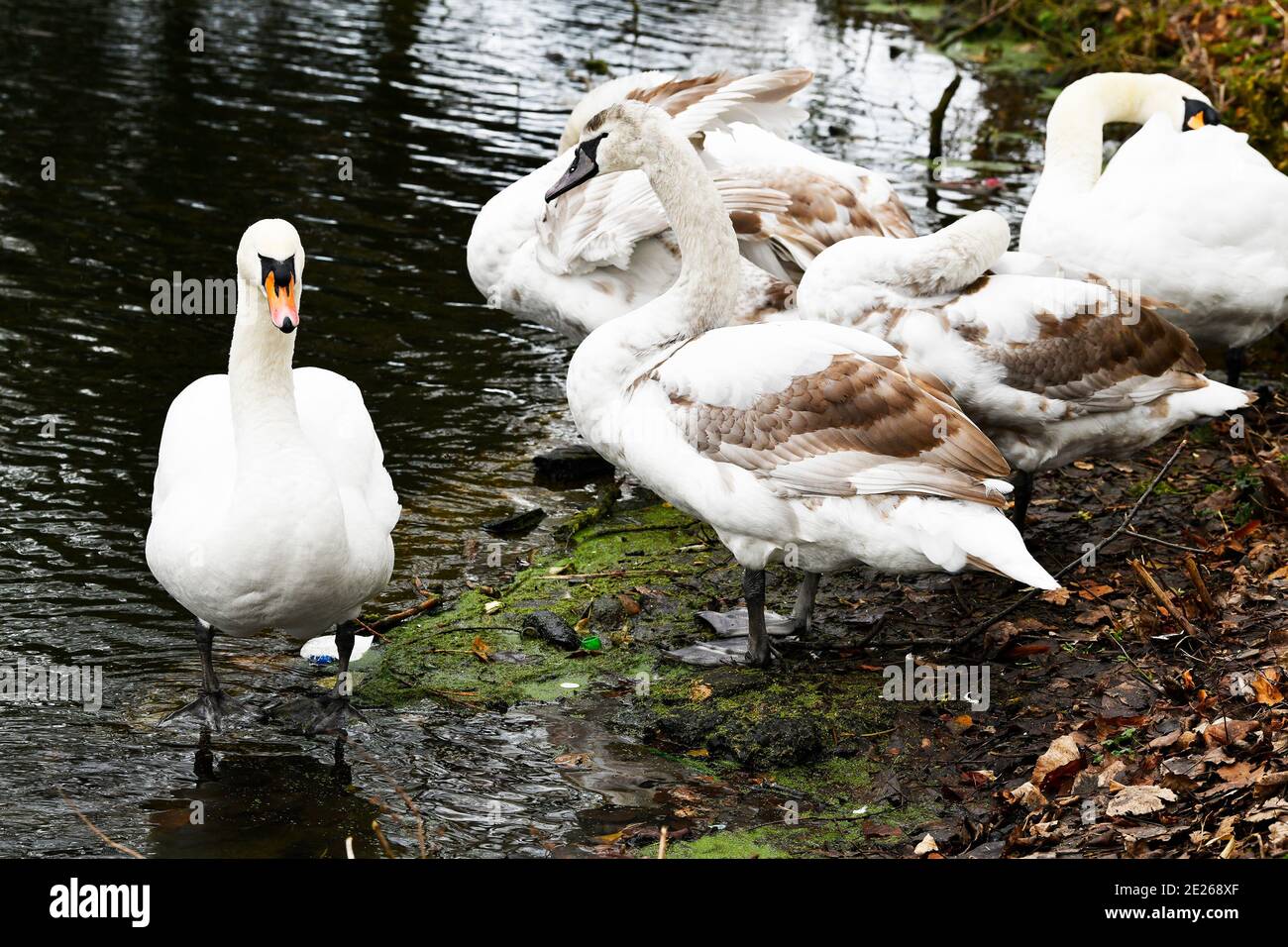 A swan with it's cygnets in Abbey Park, Leicester Stock Photo - Alamy