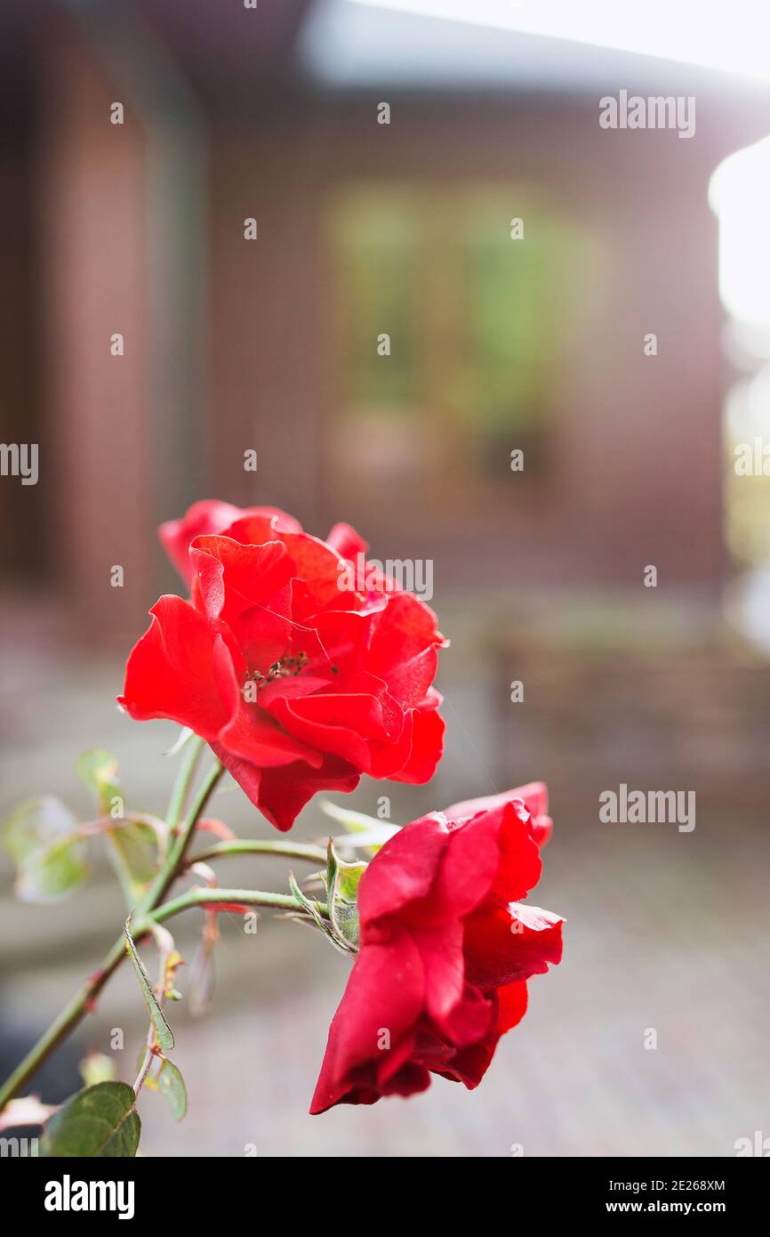 Rose bush near the house in the front garden - red flowers in the ...