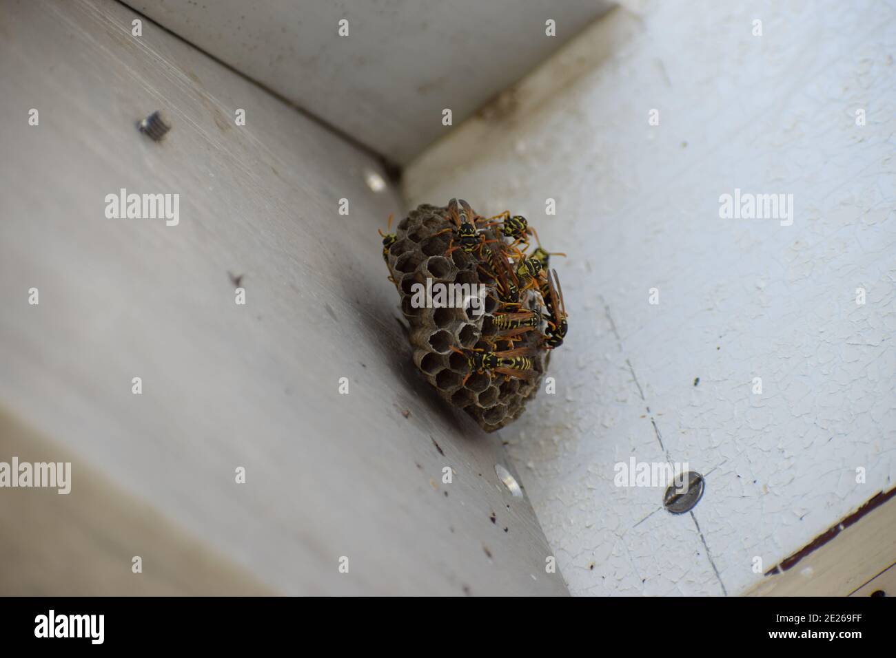 wasp nest during building phase Stock Photo - Alamy