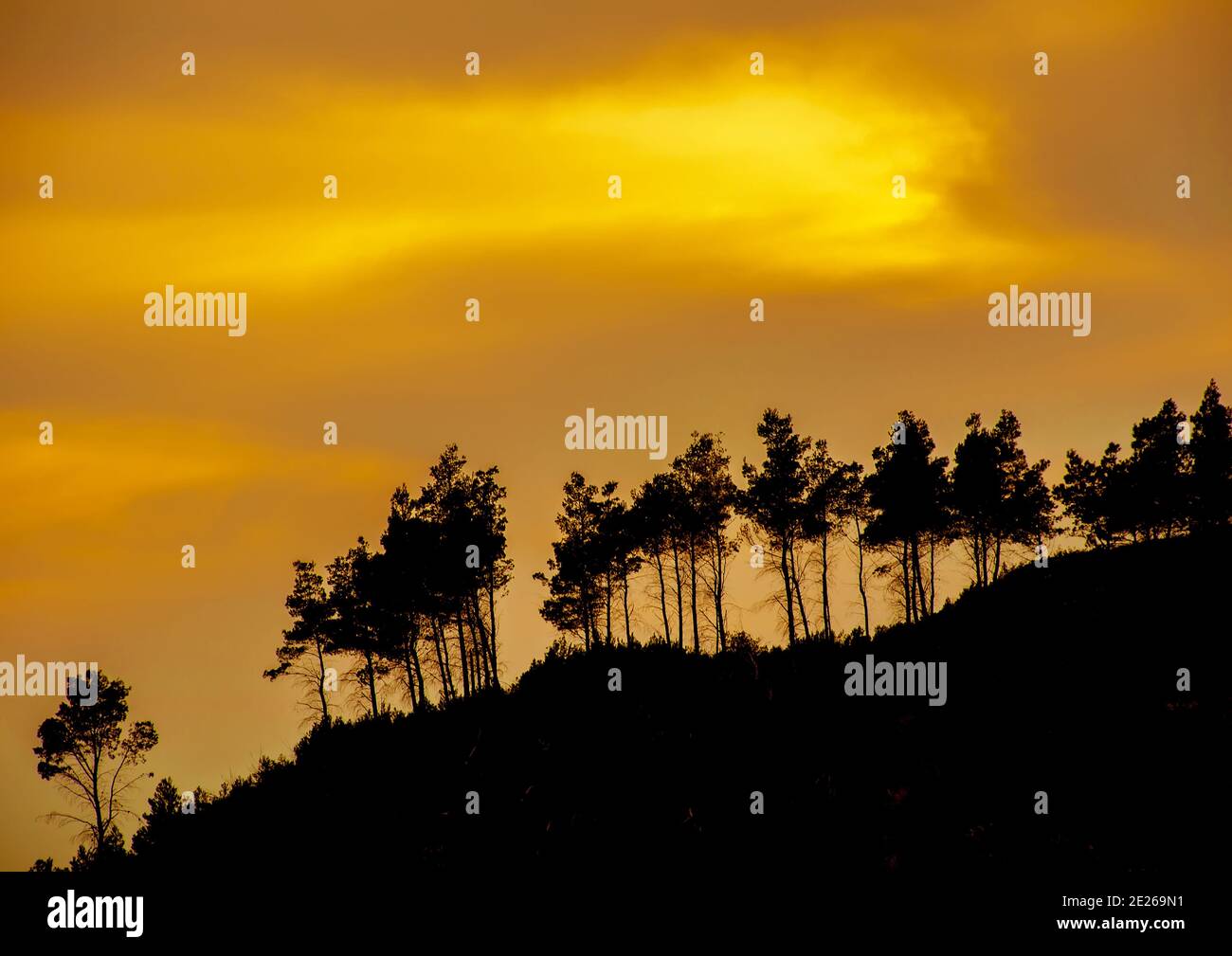 silhouettes of trees with sunset background Stock Photo - Alamy