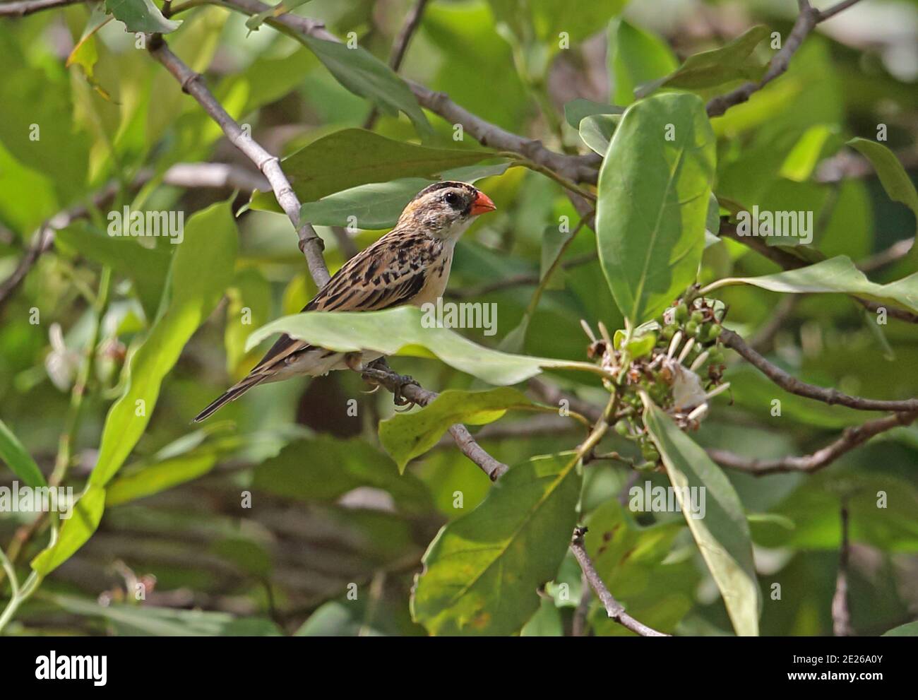 Whydah bird hi-res stock photography and images - Alamy