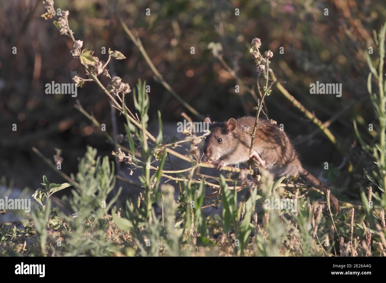 White river rat hi-res stock photography and images - Alamy