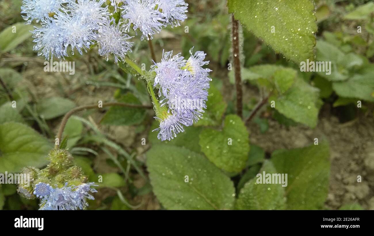 Ageratum conyzoides hi-res stock photography and images - Alamy
