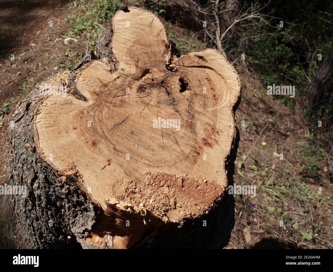 Cut pine tree trunk in the forest of kassandra in hi-res stock ...