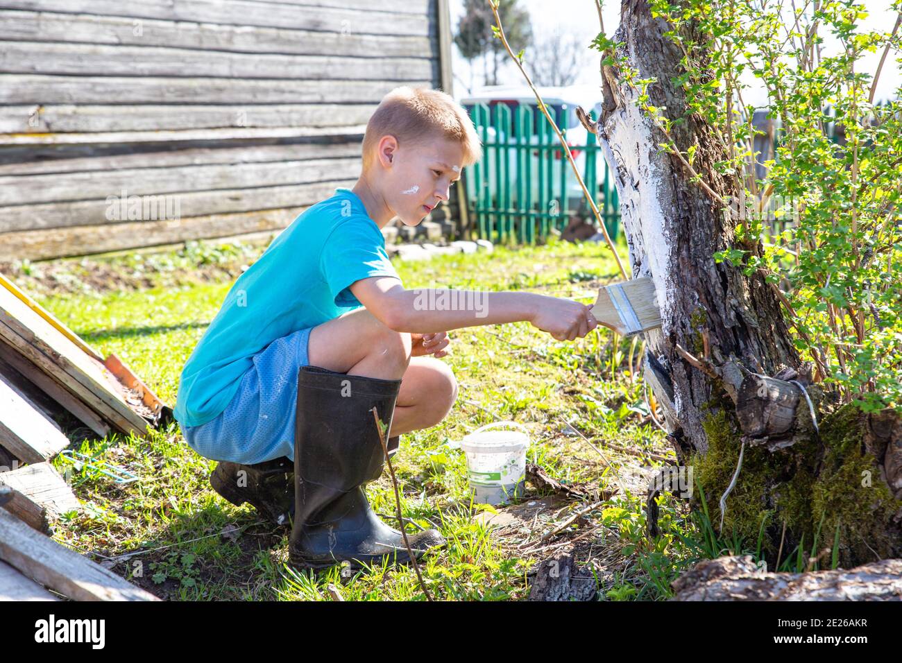 Farmer boy covering tree with white paint for protection from rodents ...