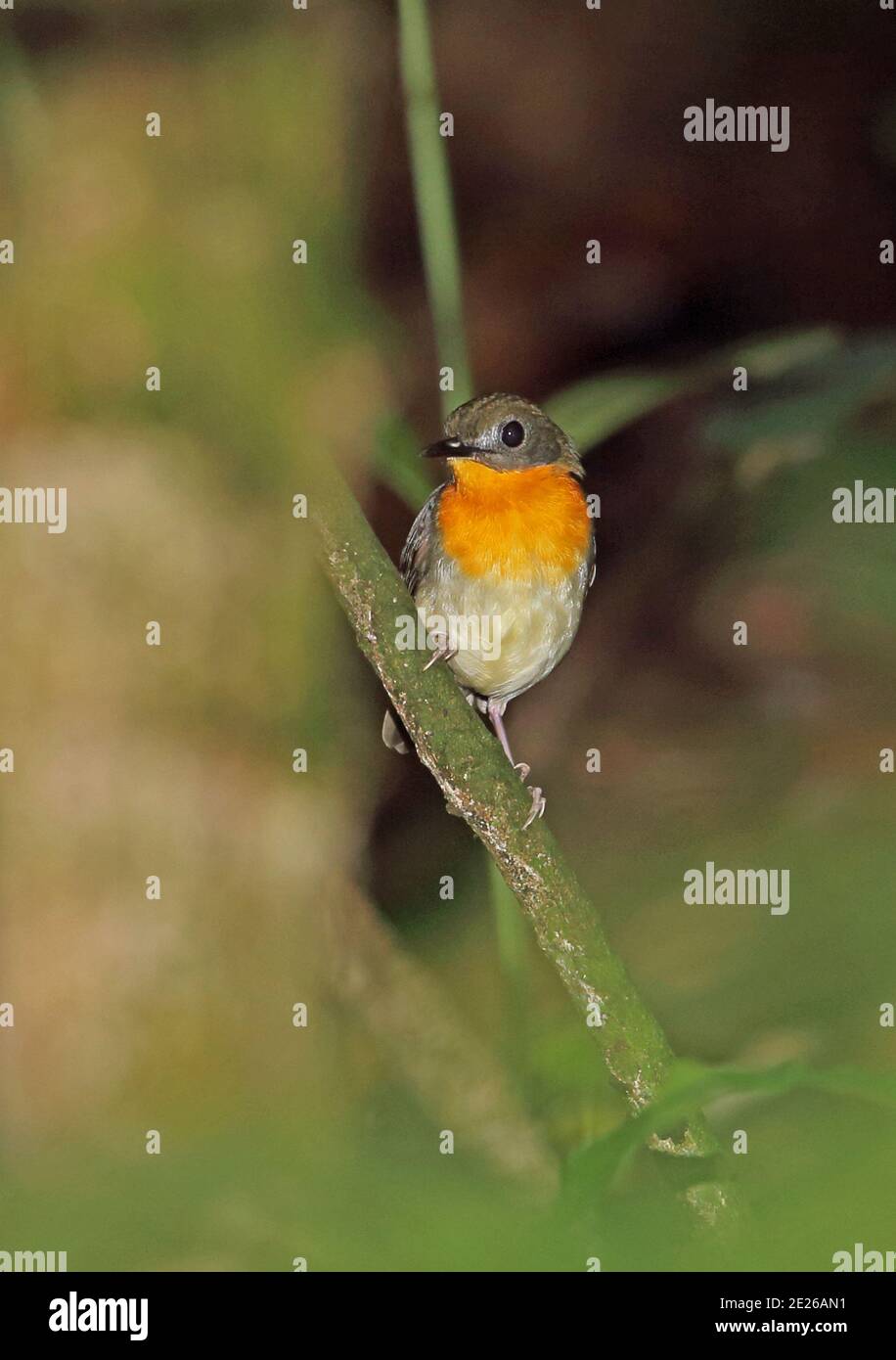 Ankasa hi-res stock photography and images - Alamy