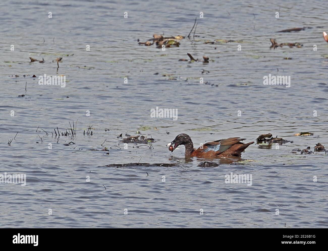 Hartlaubs Duck High Resolution Stock Photography and Images - Alamy