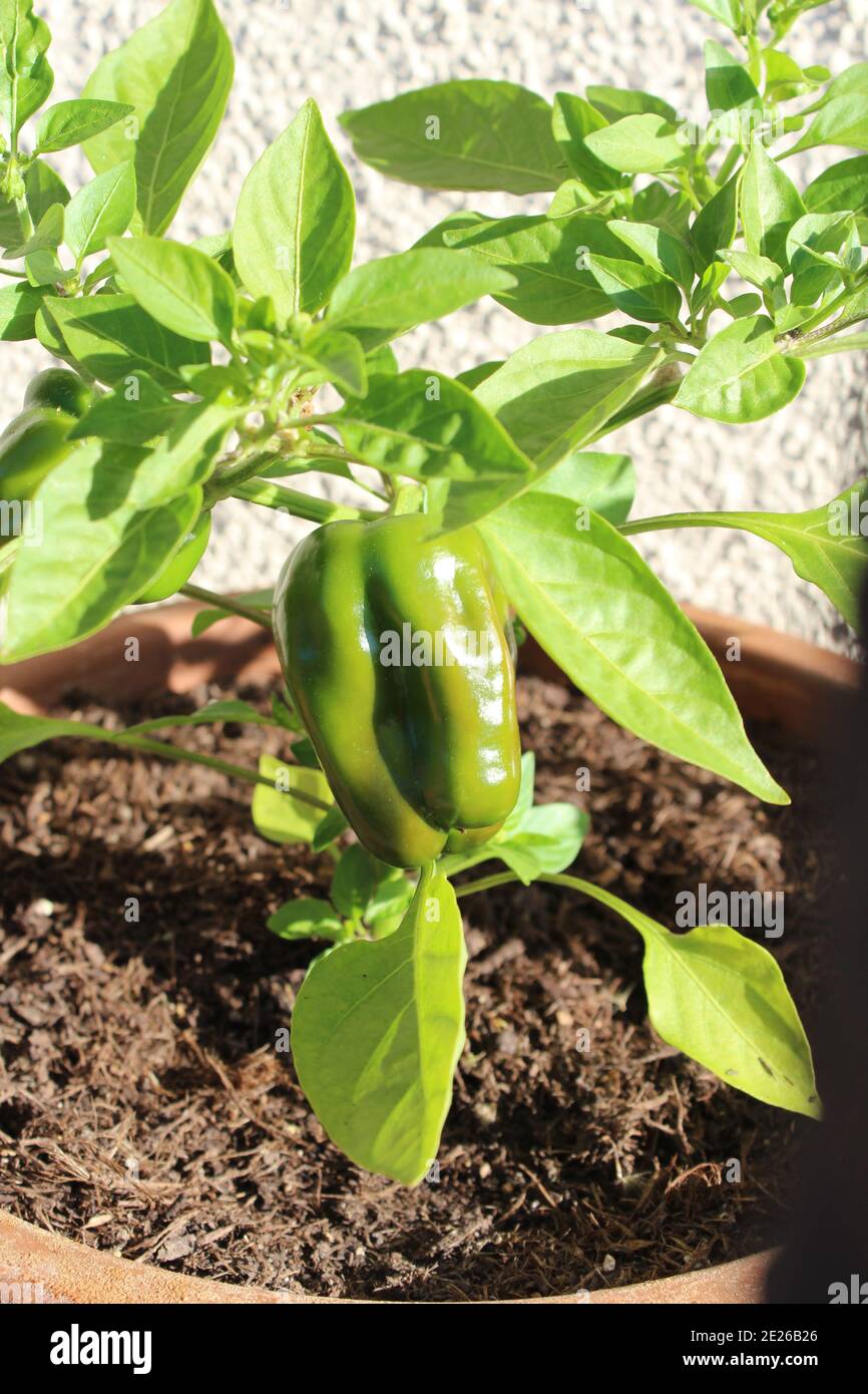 Still green capsicum annuum Stock Photo - Alamy