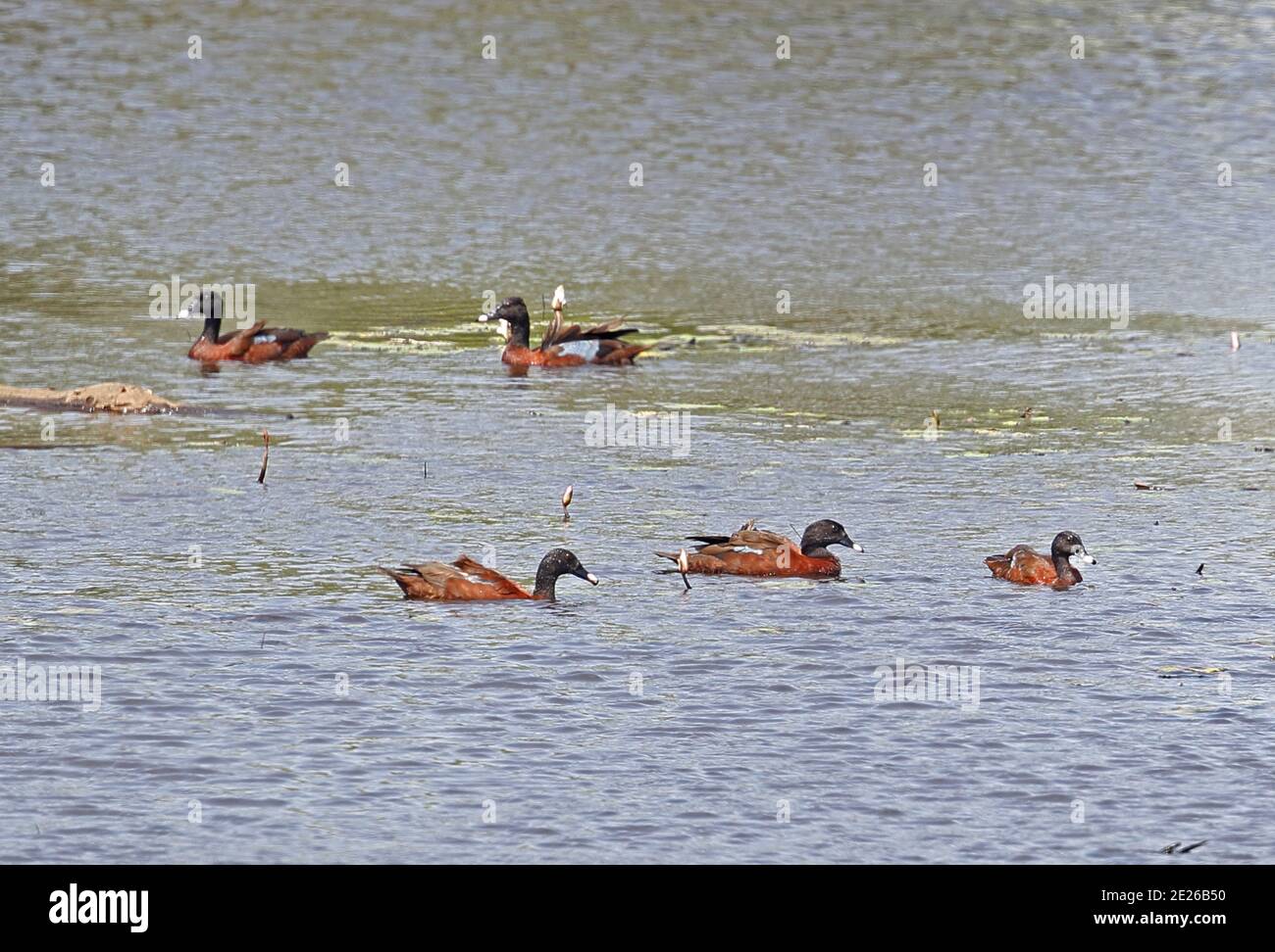 Hartlaub's Duck (Pteronetta hartlaubii) five adults feeding in wetland ...