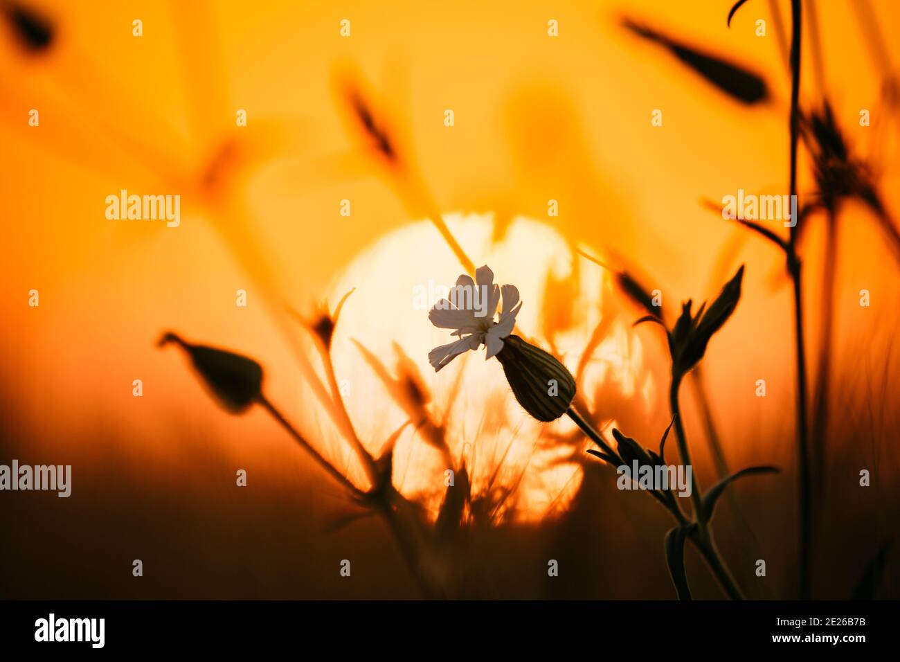 Beautiful flower sunrise hi-res stock photography and images - Alamy