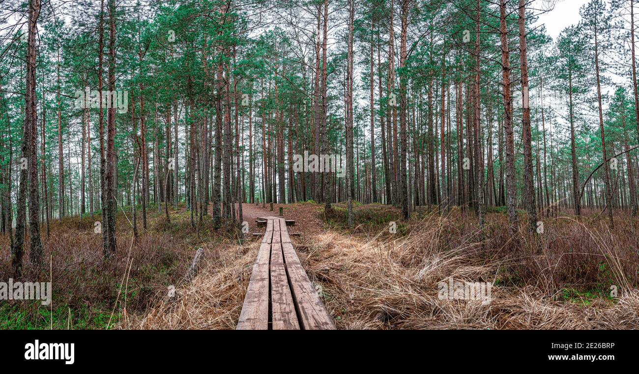 Panoramic view of coniferous forest with pine trees and wooden path in ...