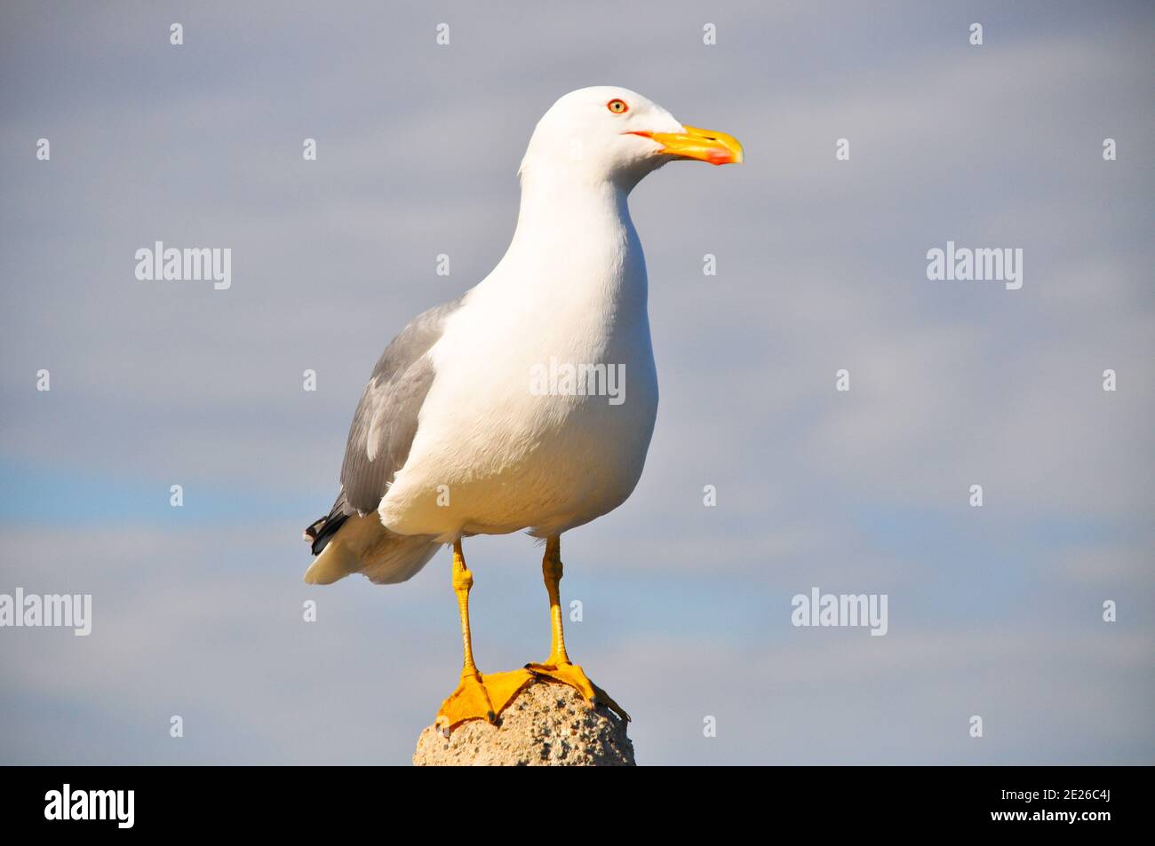 Gray and white seagull birds in natural environment Stock Photo - Alamy
