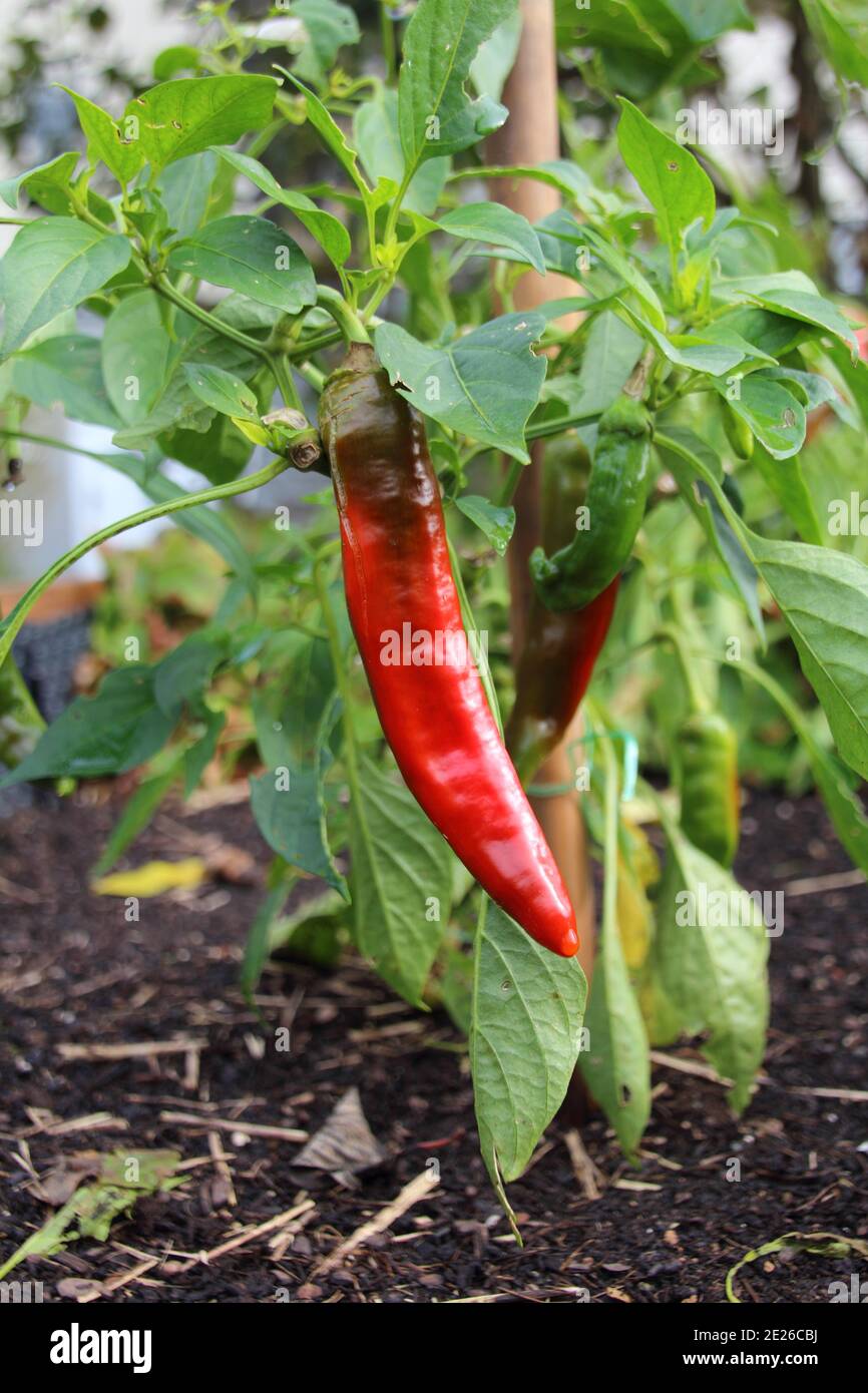 Capsicum annuum plant hi-res stock photography and images - Alamy