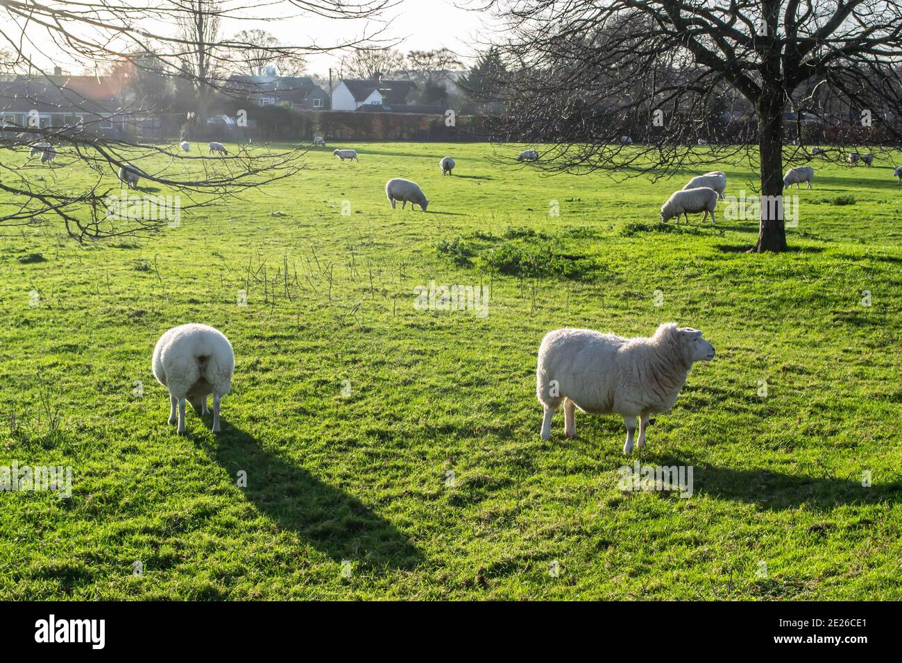 Sheep in a field in Exton, Rutland, England Stock Photo - Alamy