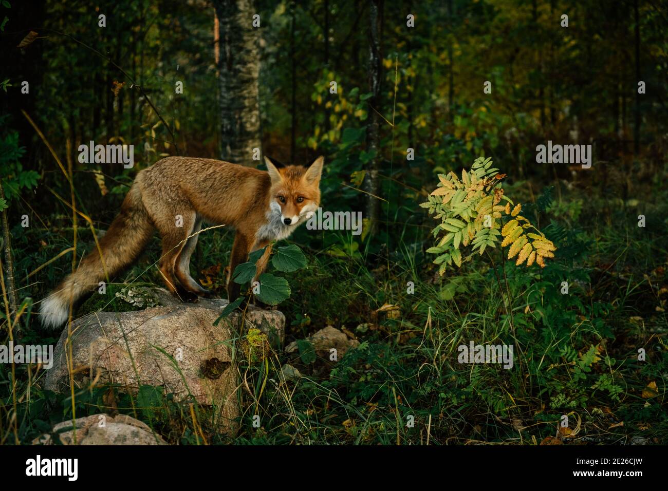 Wild red fox in the forest in the evening. Animal in nature habitat, in ...