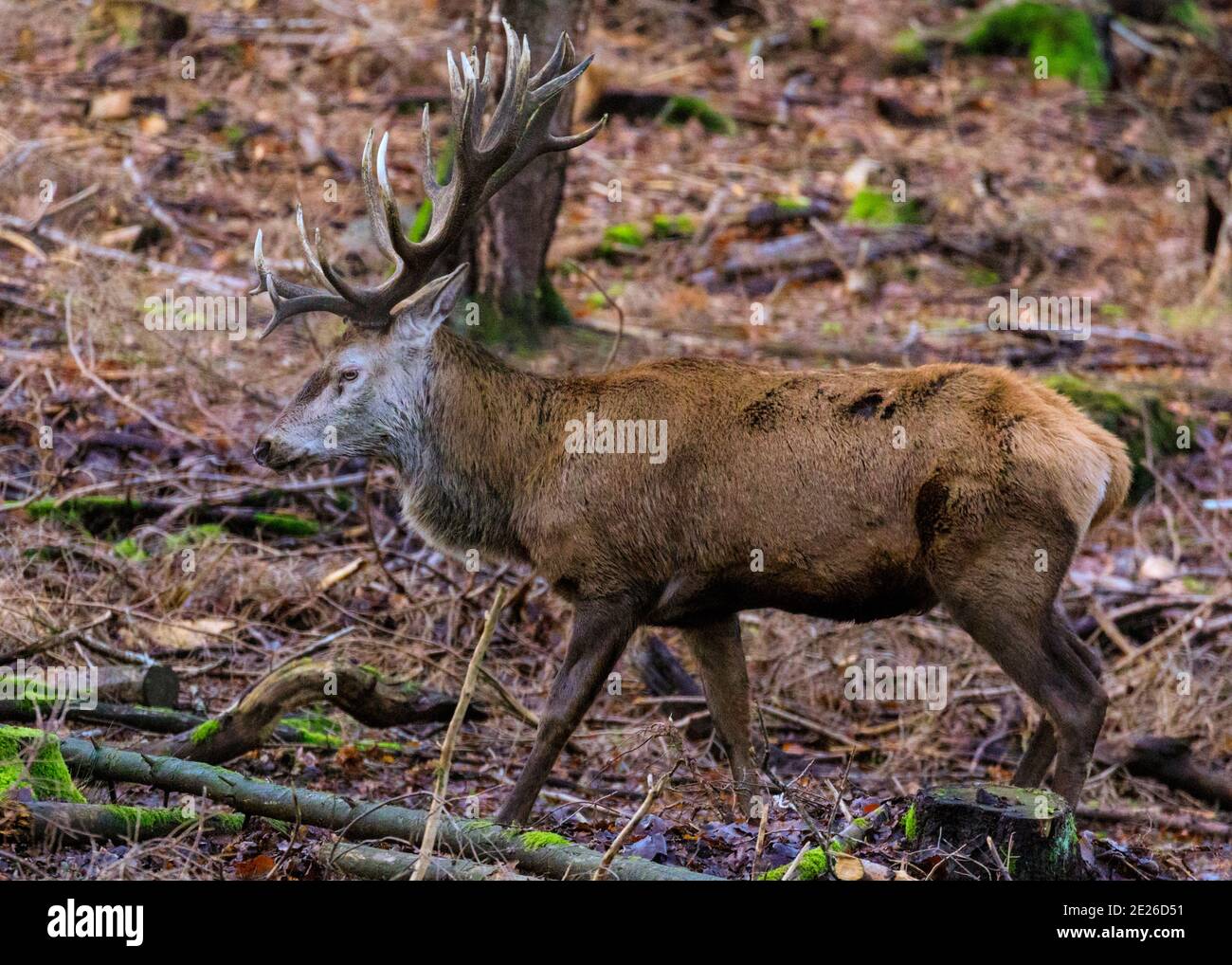 Duelmen, NRW, Germany. 12th Jan, 2021. The proud, dominant red deer ...