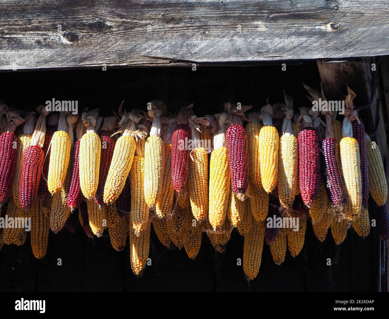 Closeup shot of drying corn on the cob flooded with rays of the sun ...