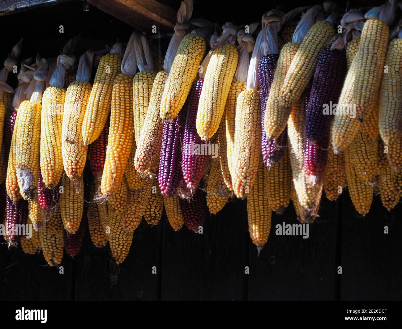 Closeup shot of drying corn on the cob flooded with rays of sun on the ...