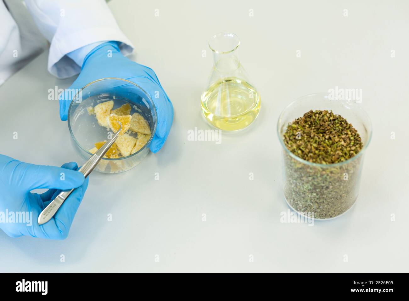 Hands with medical rubber gloves holding hemp CBD and CBDa terpsolate ...