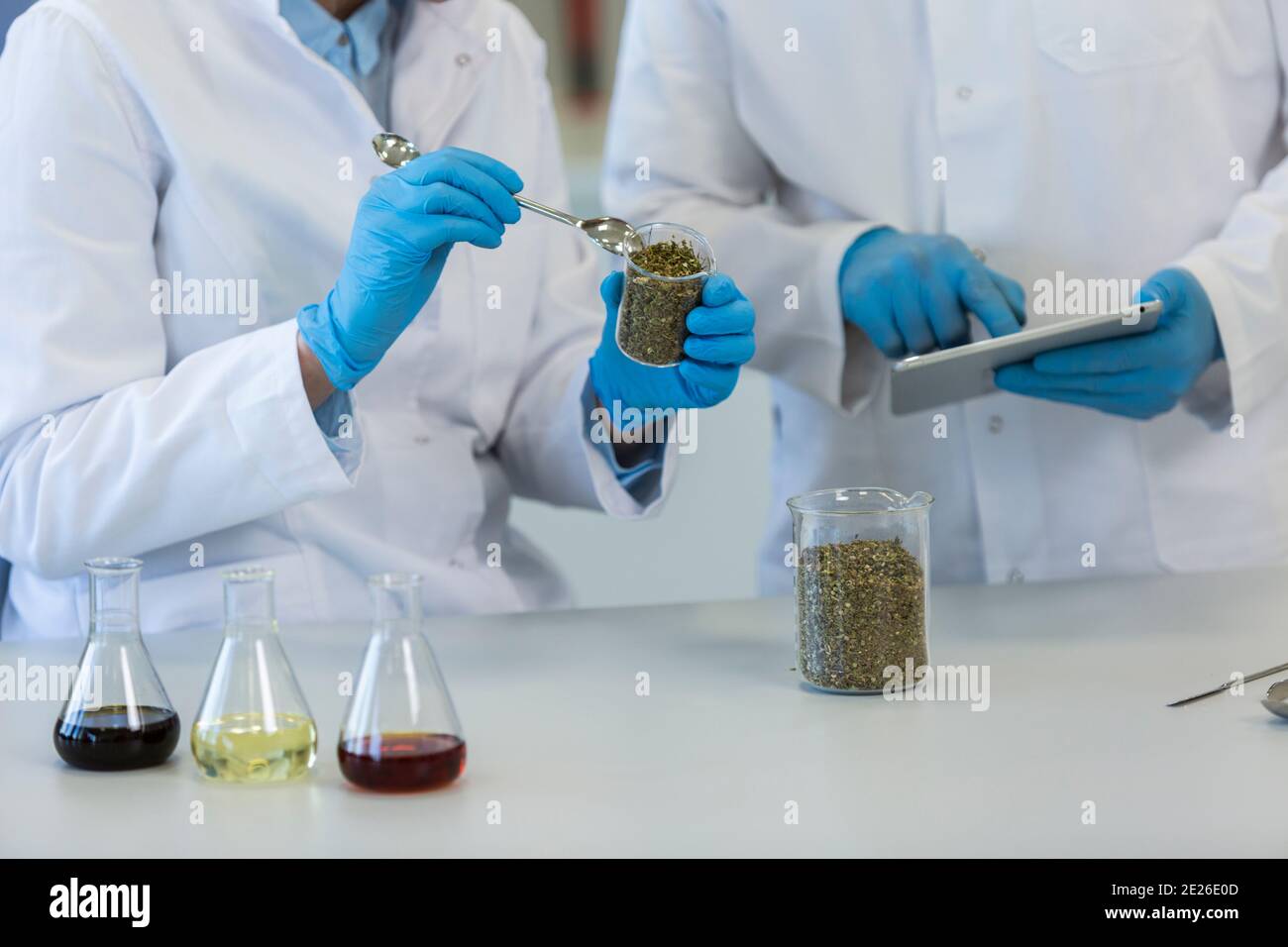 Scientist’s hands working with marijuana seeds in beaker during ...