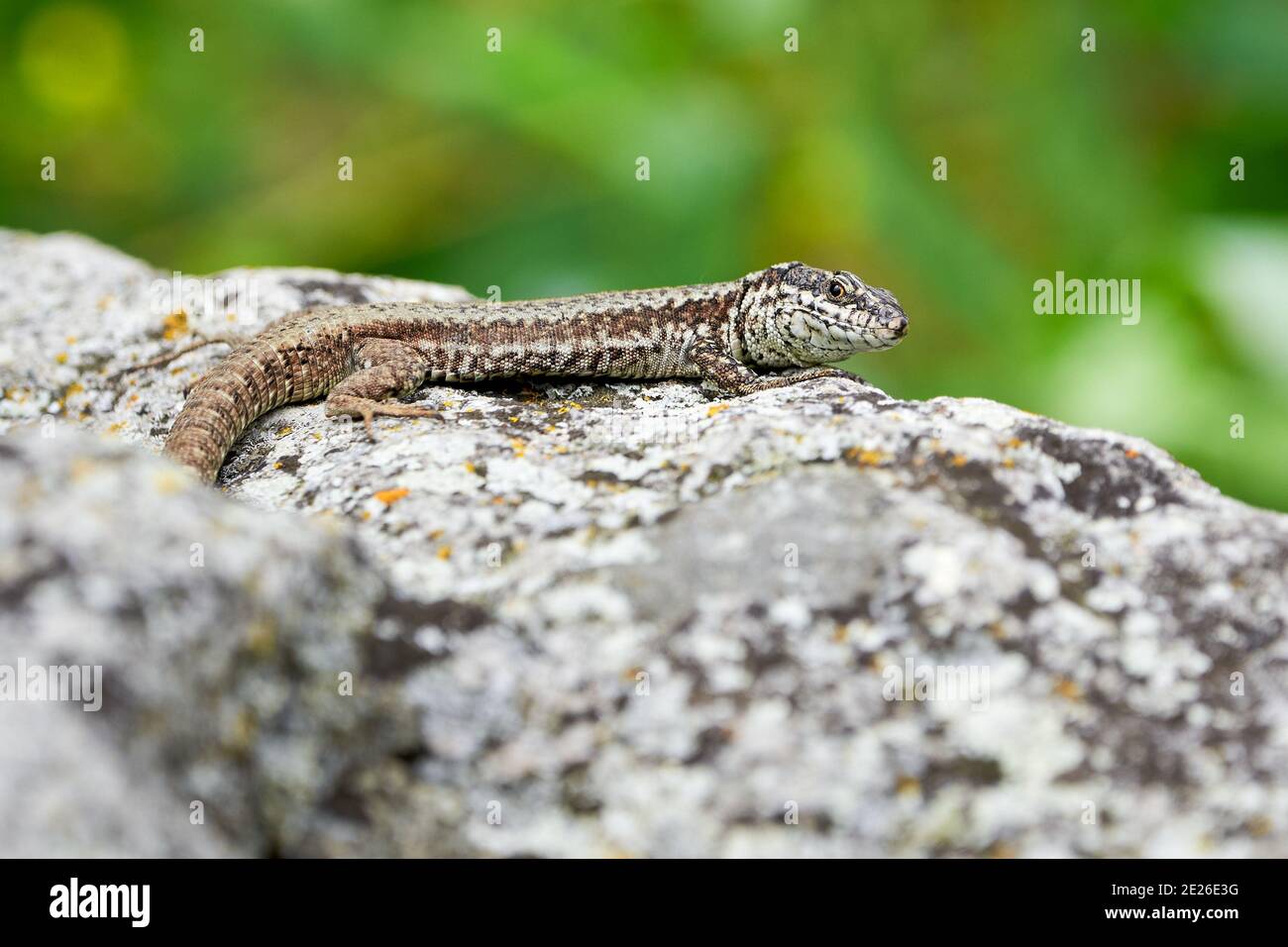 Common wall lizard sunbathing (Podarcis Muralis Stock Photo - Alamy